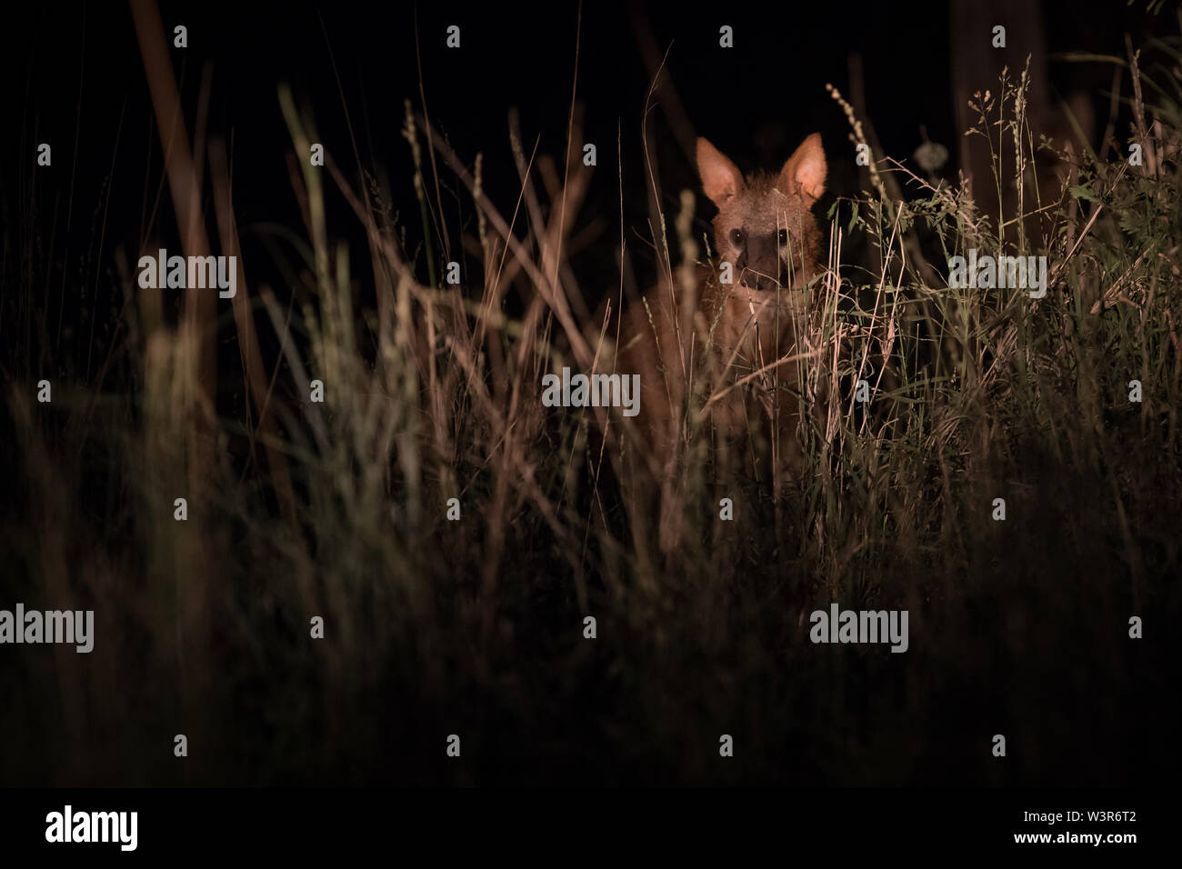 Aardwolf hi-res stock photography and images - Alamy