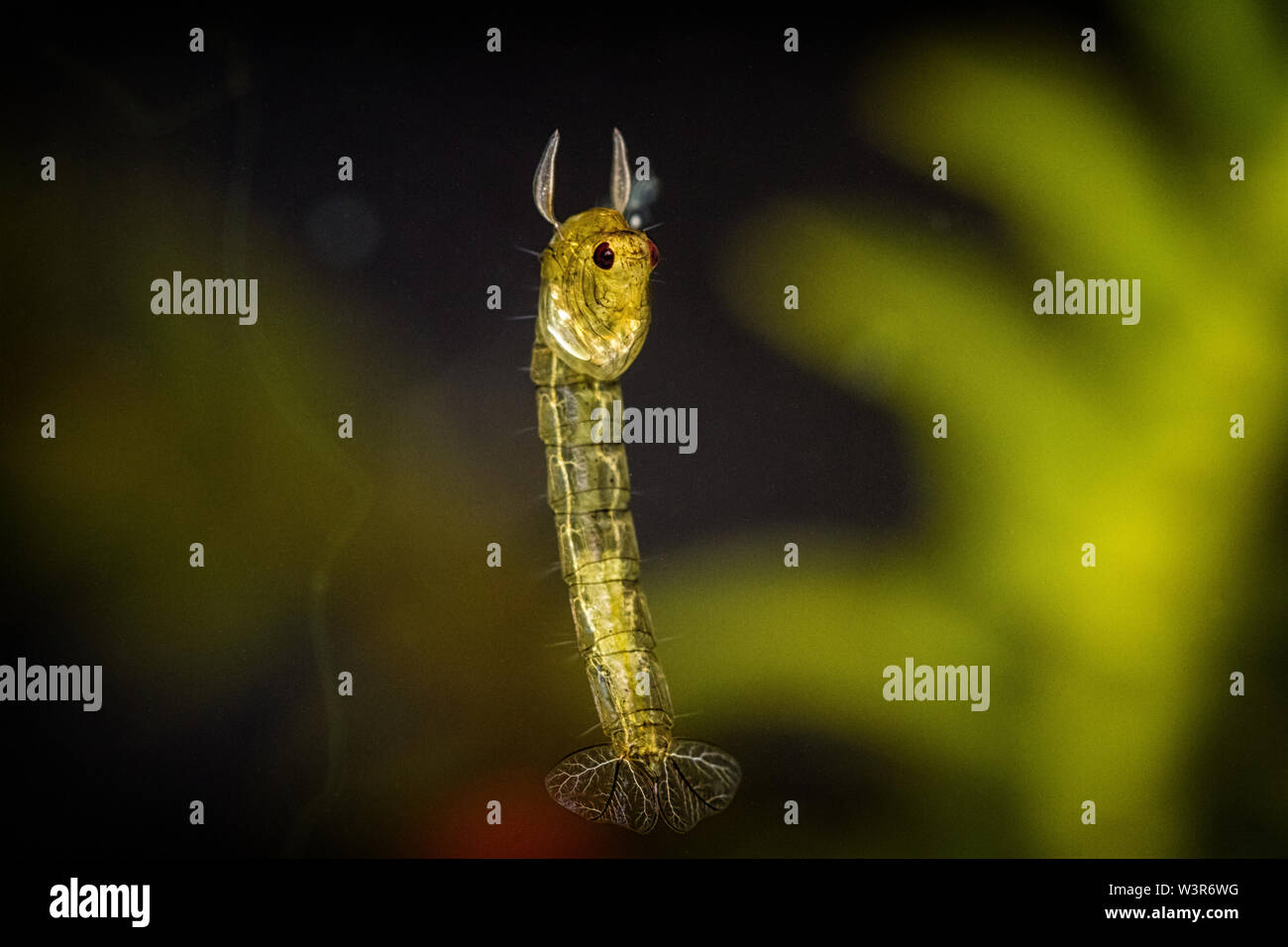 Phantom midge pupa hi-res stock photography and images - Alamy