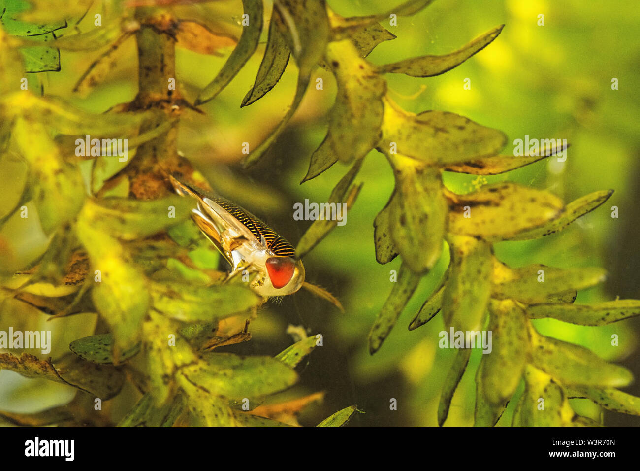 Water boatmen hi-res stock photography and images - Alamy