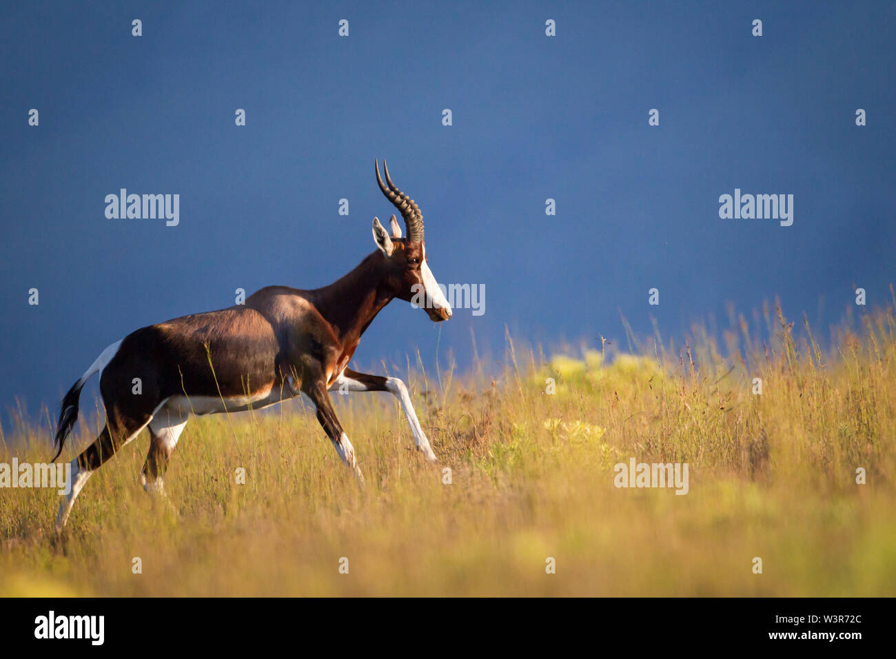 Bontebok National Park, Western Cape, South Africa was declared to ...