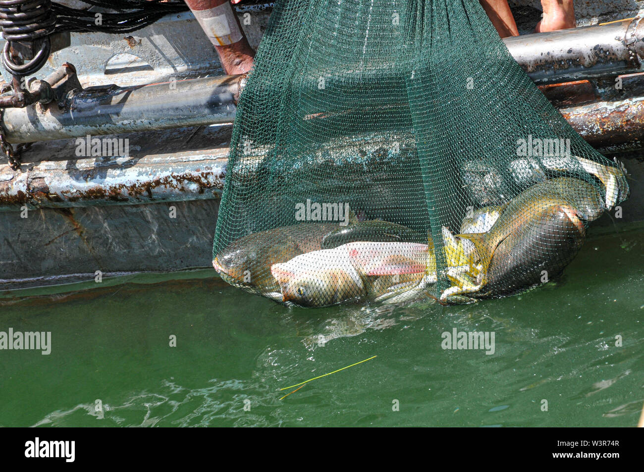fishing boat rounding up fish in a net the Sea of Galilee, Israel Stock ...
