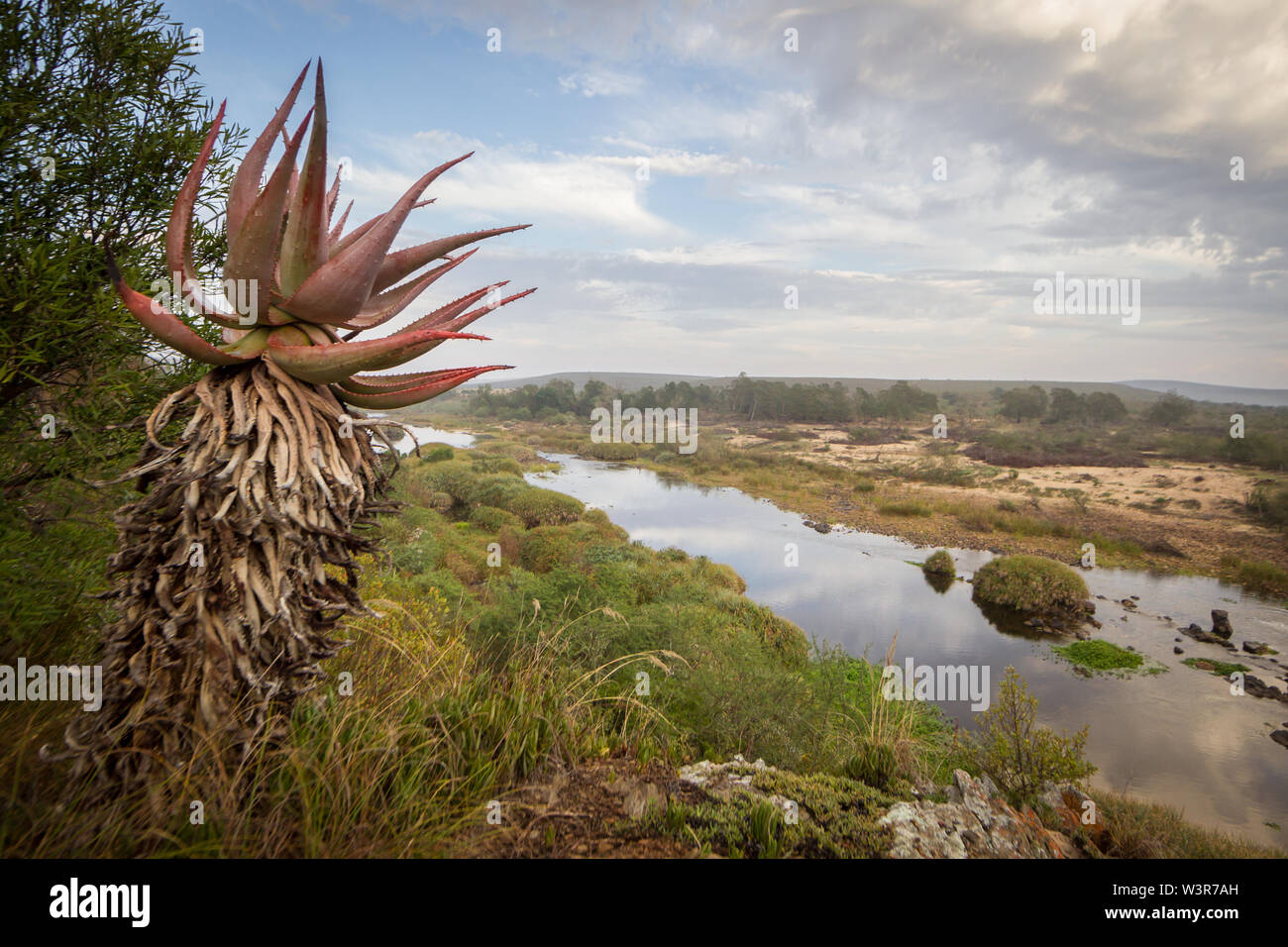 Breede River Jellyfish