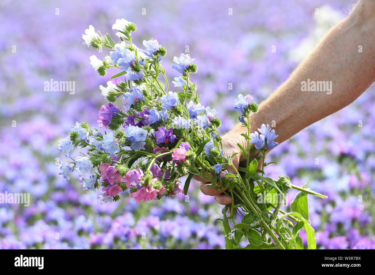 Feering hi-res stock photography and images - Alamy