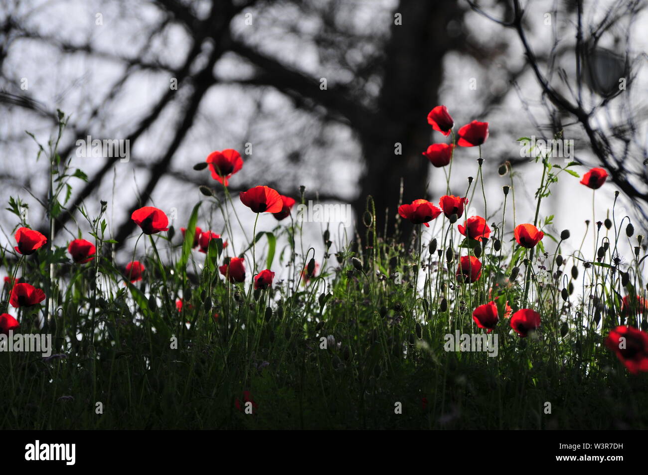 Wild flowers after forest fire hi-res stock photography and images - Alamy