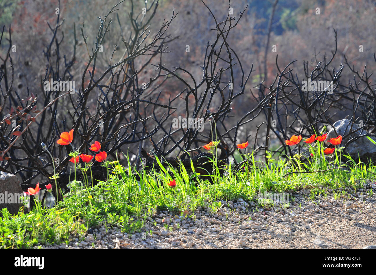 Wild flowers after forest fire hi-res stock photography and images - Alamy