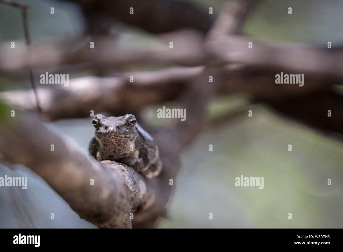 Africa grey tree frog hi-res stock photography and images - Alamy
