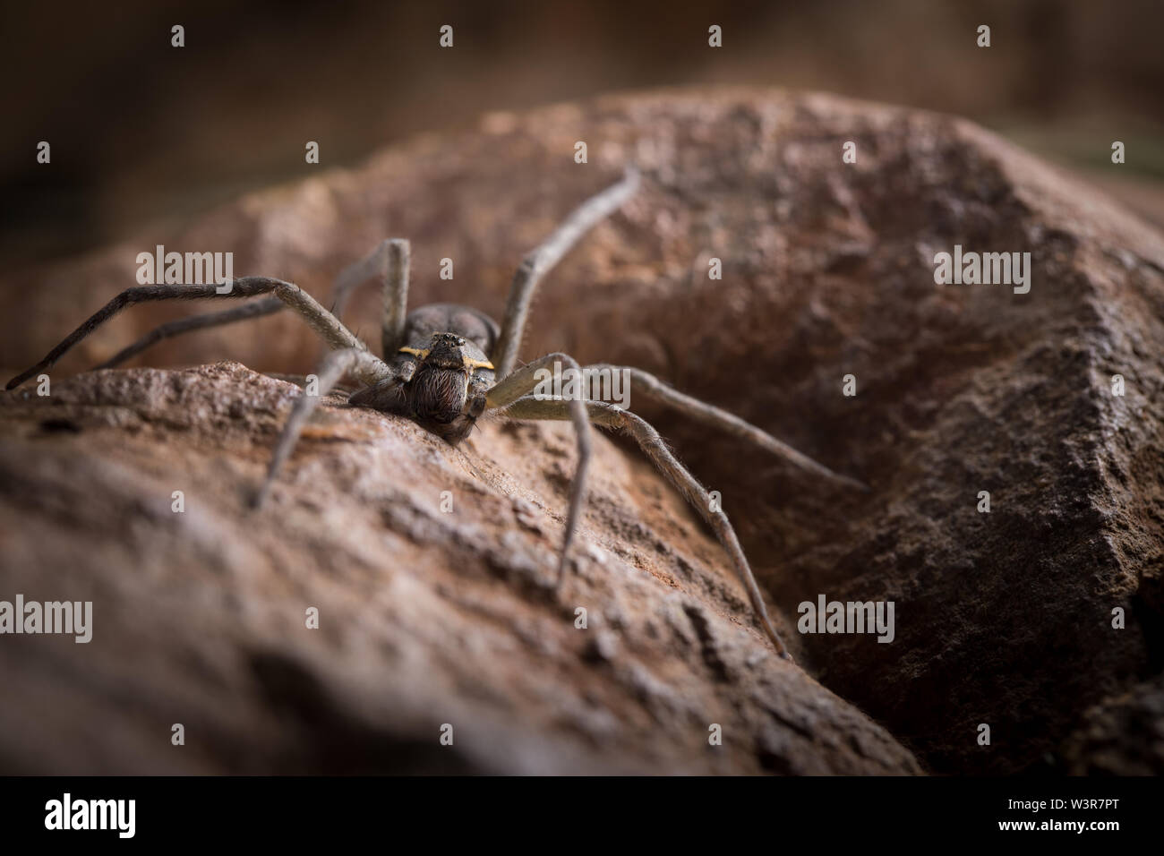 A Fishing spider, Nilus radiatolineatus, hunts for prey on rocks ...