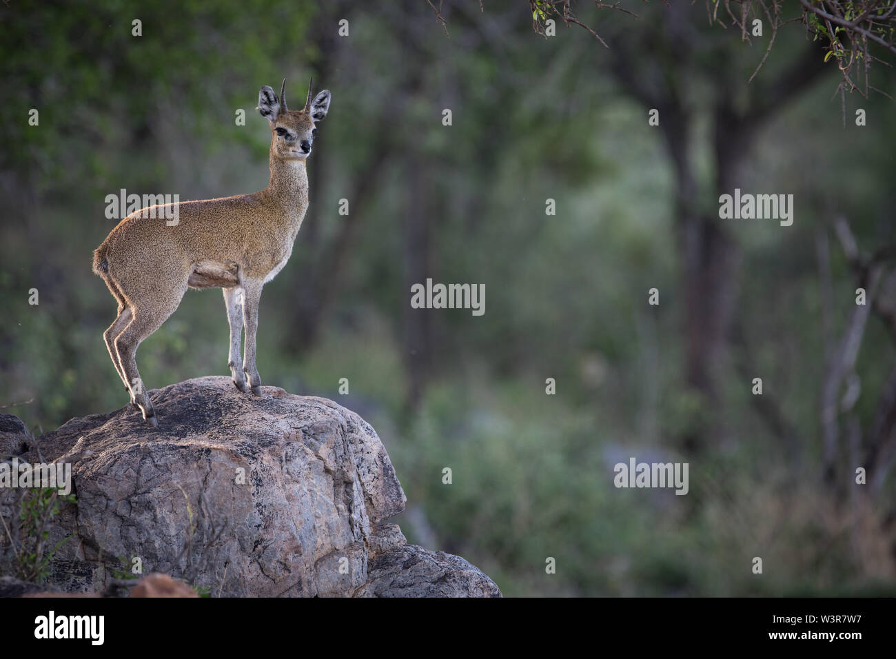 Golden ram portrait hi-res stock photography and images - Alamy