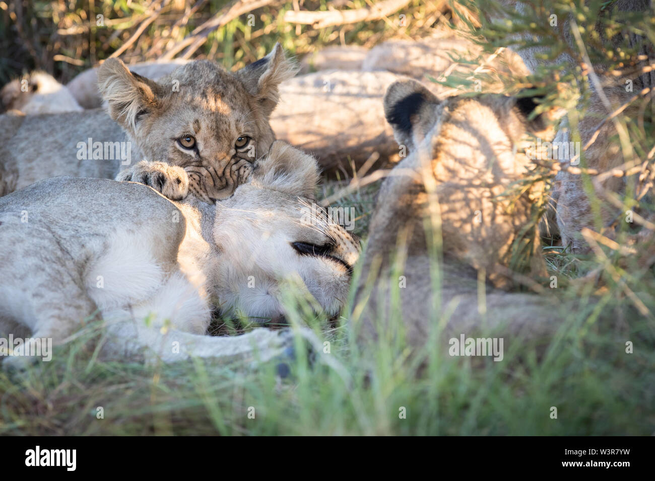 A lion cub, Panthera leo, bites its mothers neck, who is resting in the ...