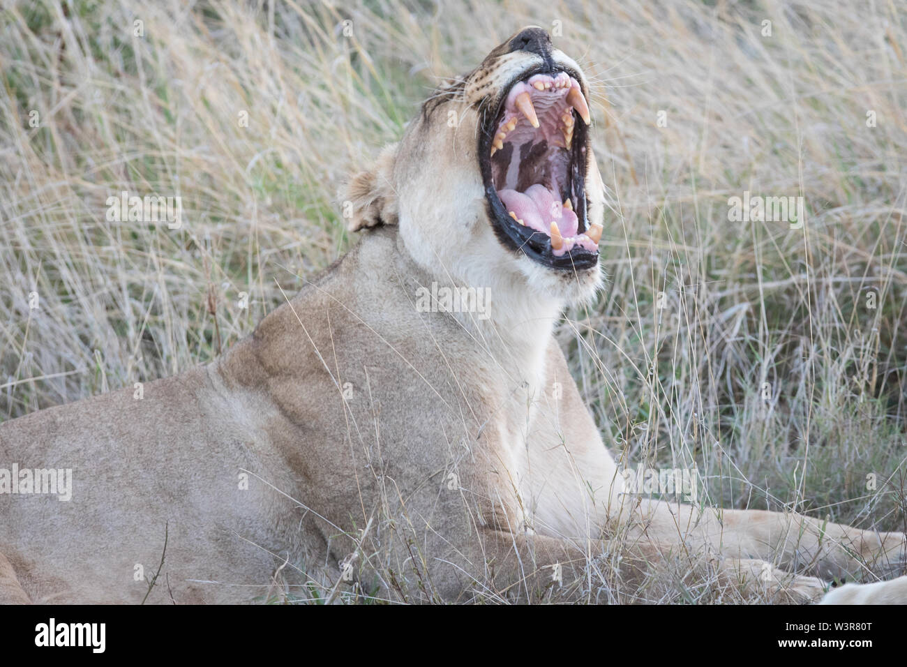 Big wide yawn hi-res stock photography and images - Alamy