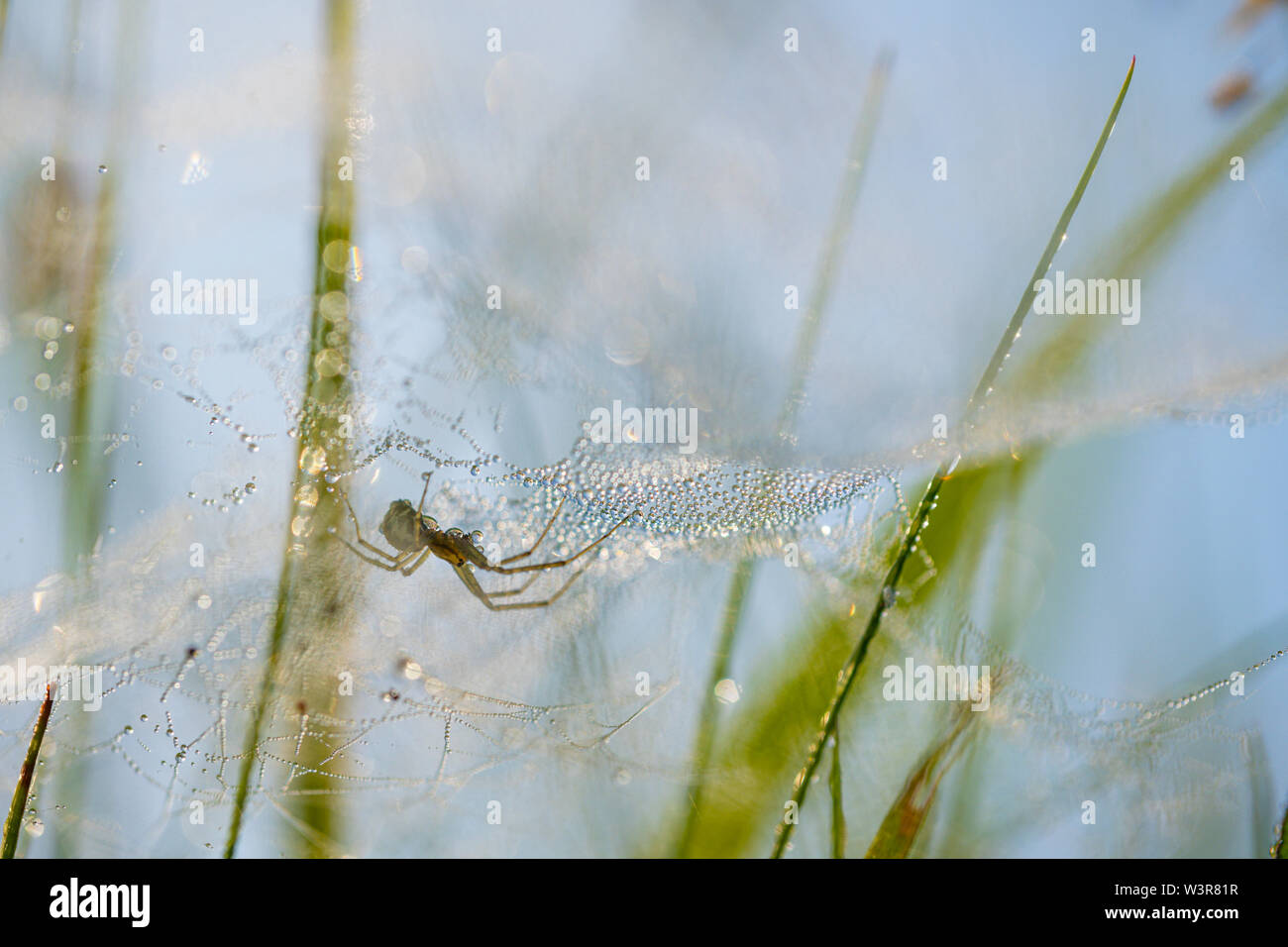 Spider hanging hi-res stock photography and images - Alamy
