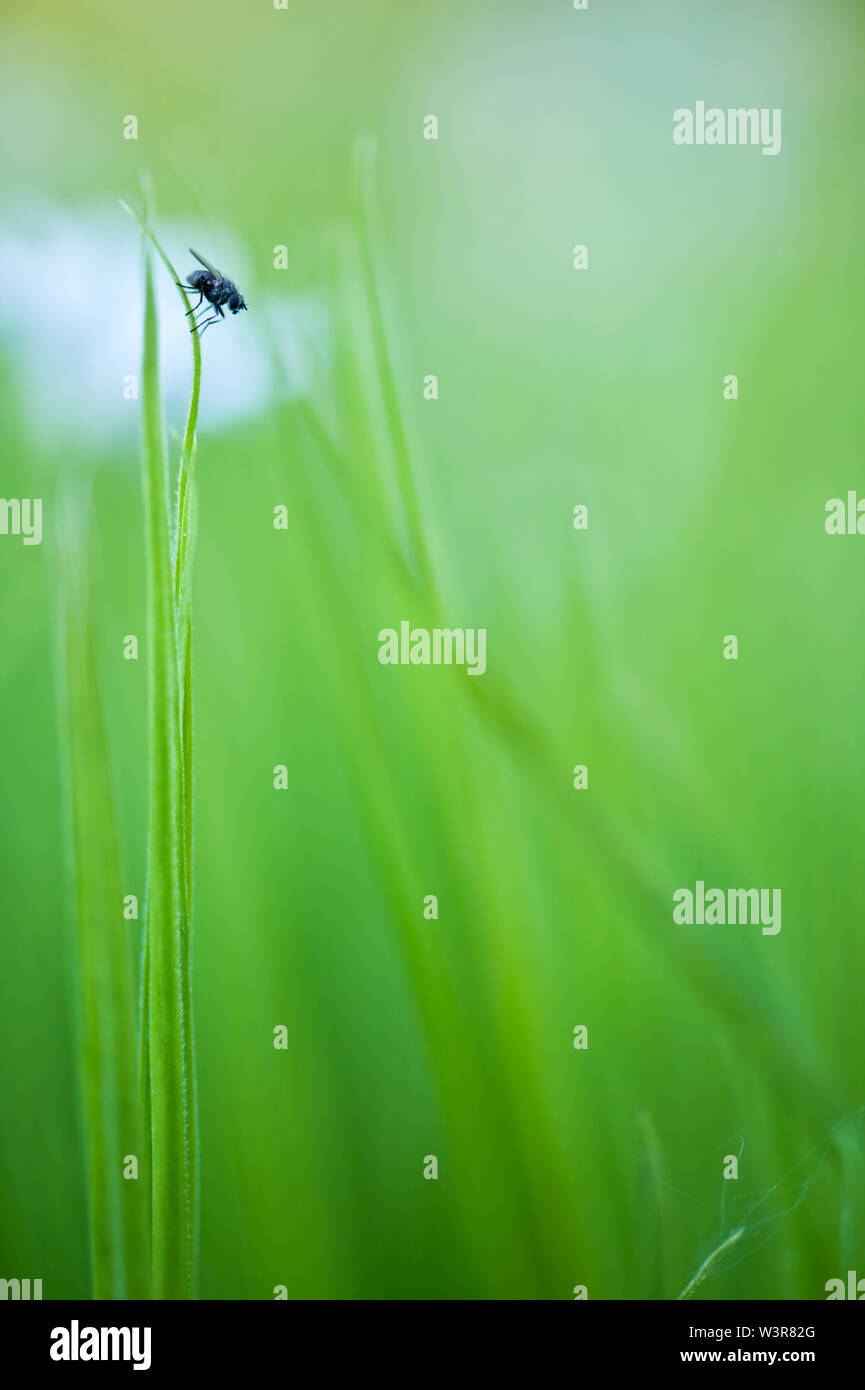 Fly sitting on grass. Very shallow depth of field. Focus on fly Stock ...