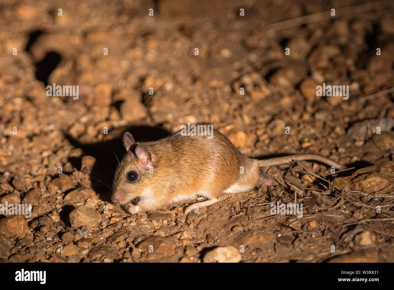Nocturnal image hi-res stock photography and images - Alamy