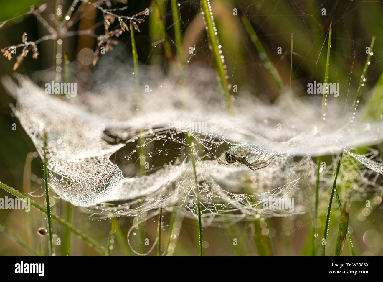 Spider hanging upside down hi-res stock photography and images - Alamy