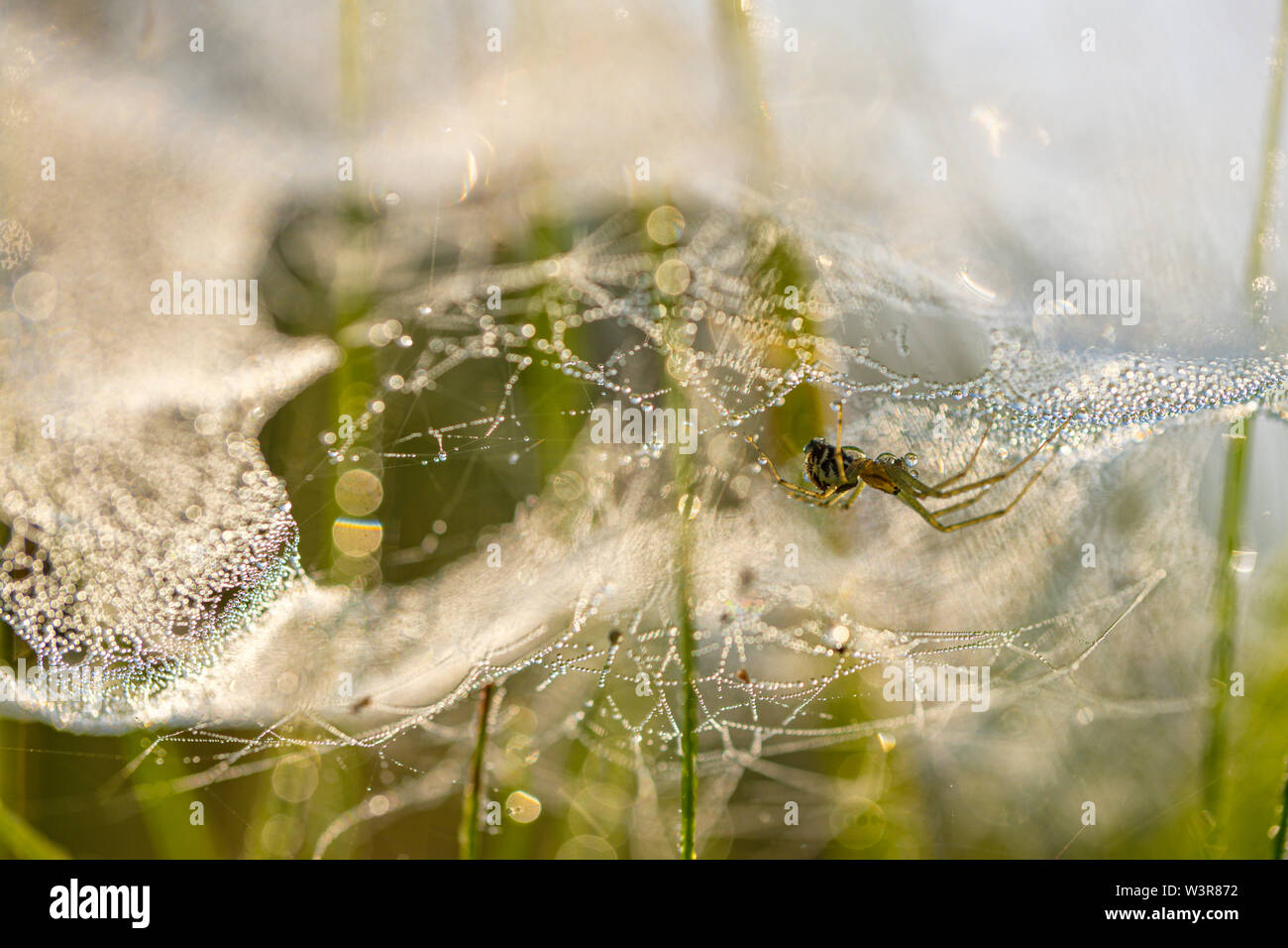 Spider hanging upside down hi-res stock photography and images - Alamy