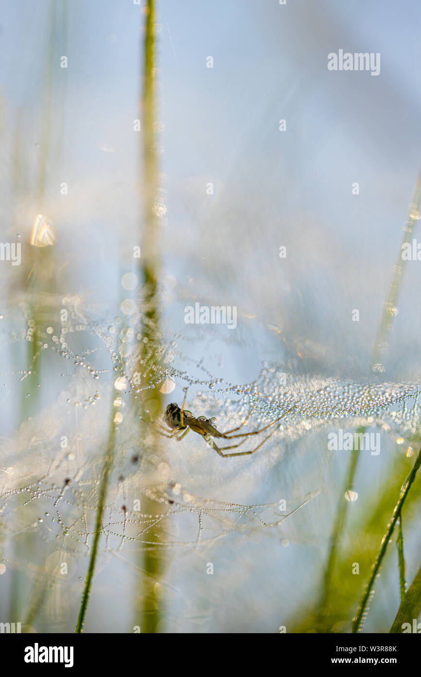 Spider hanging hi-res stock photography and images - Alamy