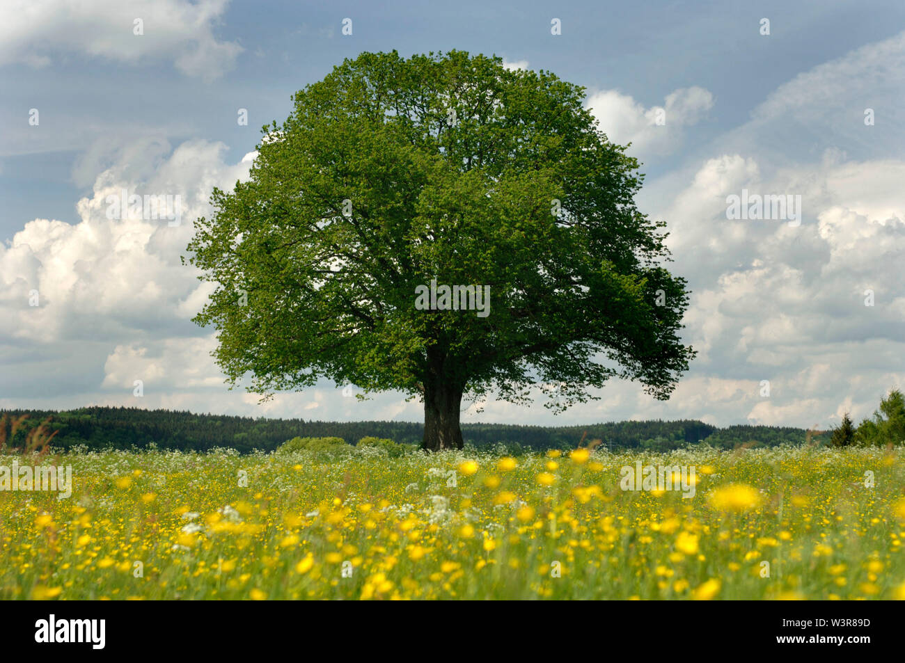single linden tree in meadow at spring Stock Photo - Alamy