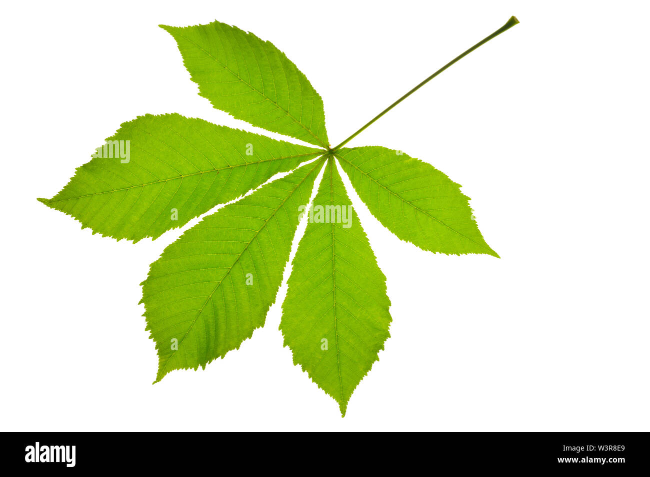 Chestnut leaves in forest Cut Out Stock Images & Pictures - Alamy