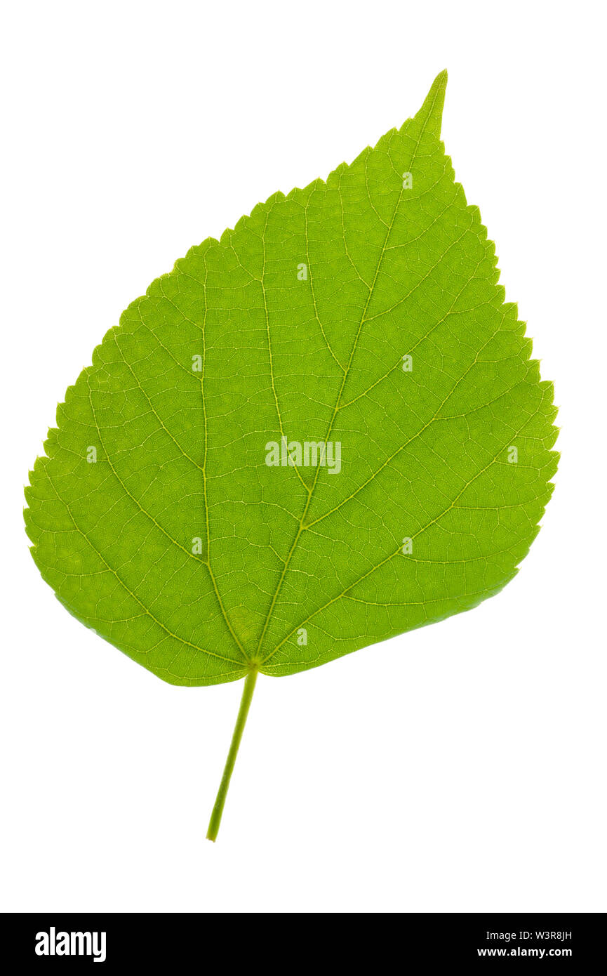 leaf of linden tree isolated Stock Photo - Alamy