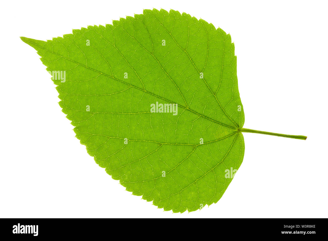 Lime tree colorful Cut Out Stock Images & Pictures - Alamy