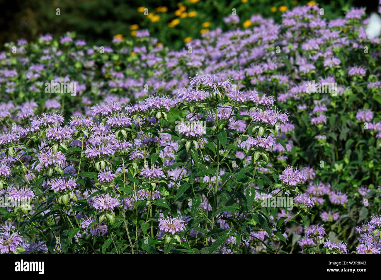 Bee balm in the garden. Known as Monarda it is a genus of flowering ...