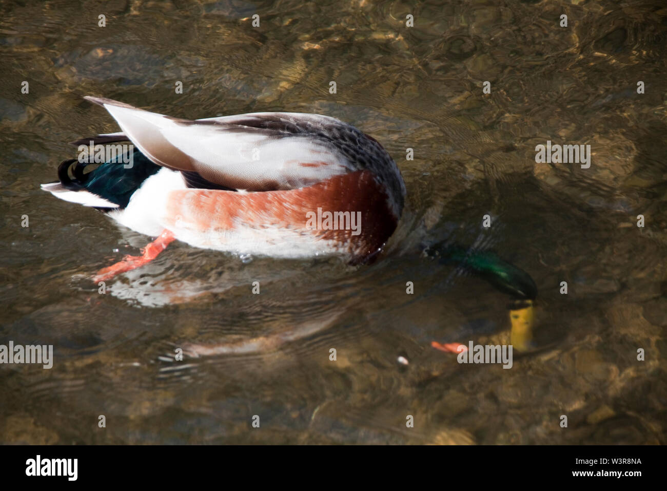 Mallard duck feeding under hi-res stock photography and images - Alamy