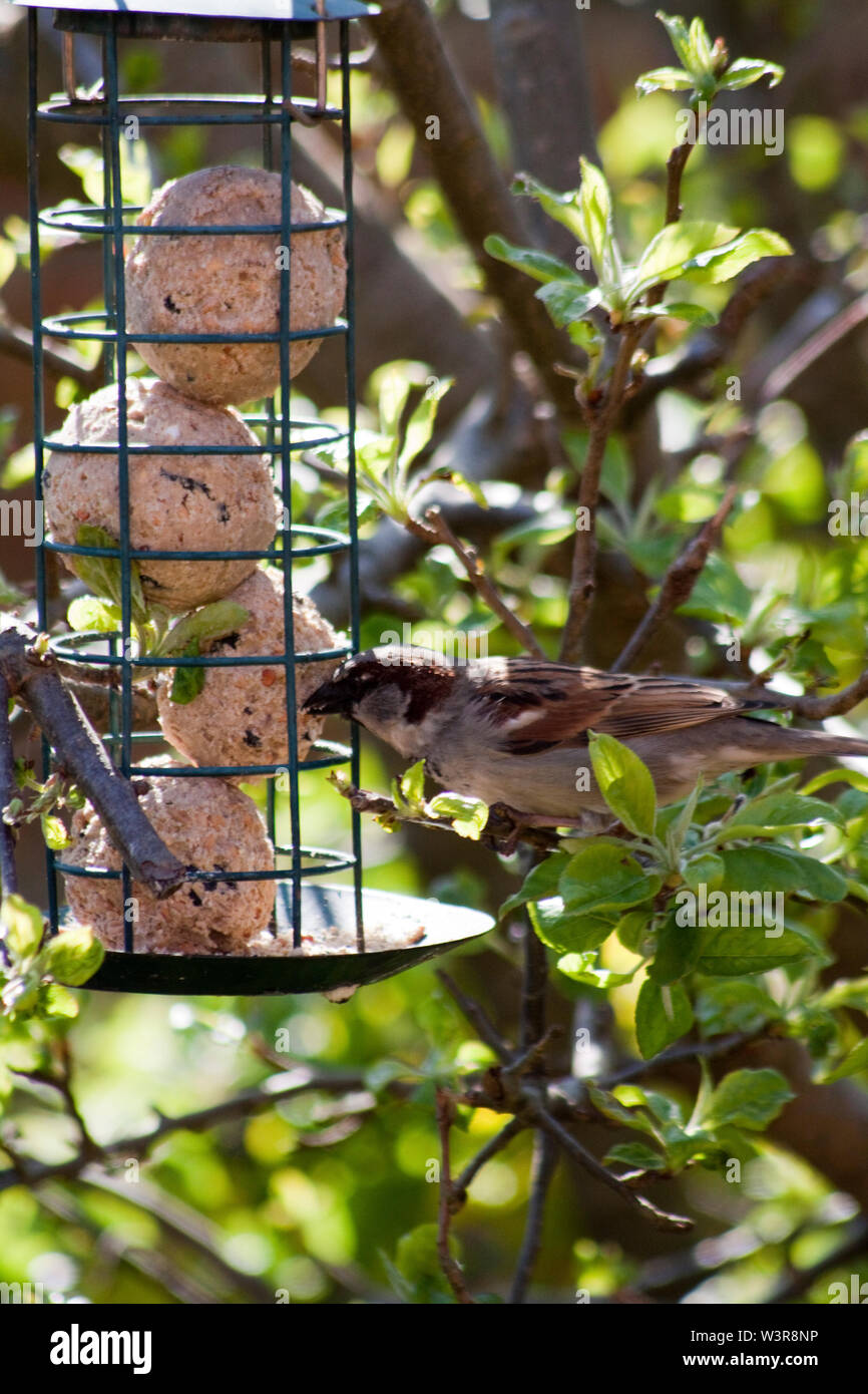Sparrow eating a fat ball Stock Photo - Alamy