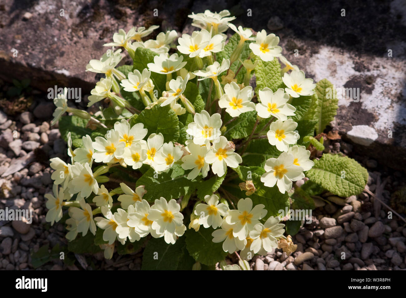 Primrose growing in a hard environment Stock Photo - Alamy
