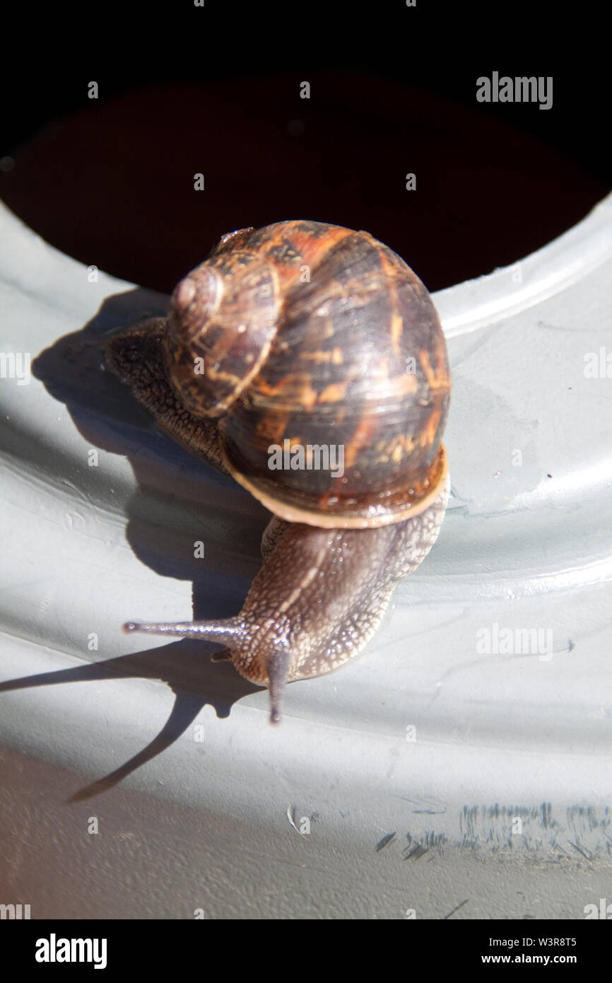 Common Land Snail Stock Photo - Alamy