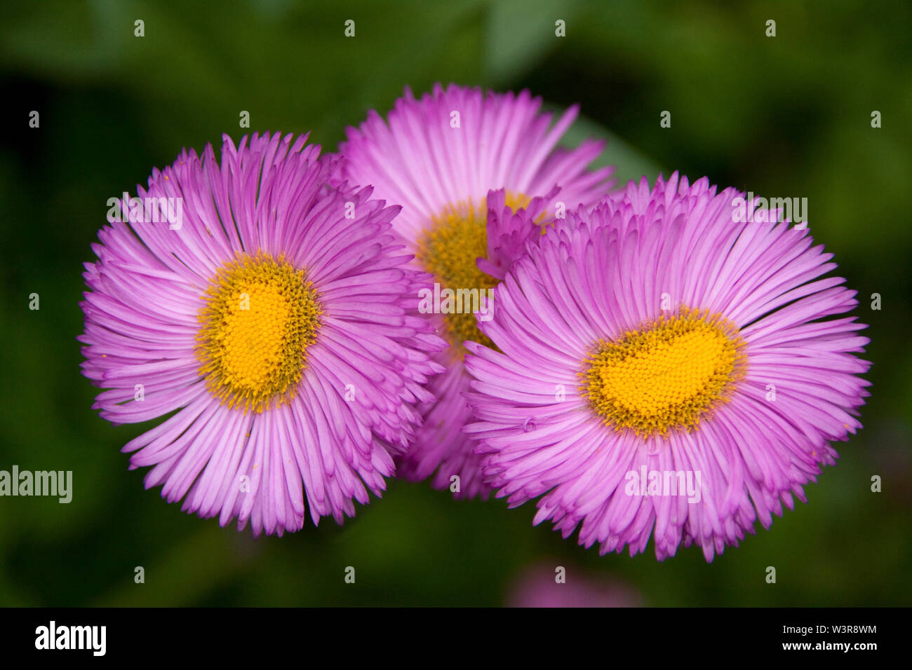 Aster Flower Heads in Close up Stock Photo - Alamy