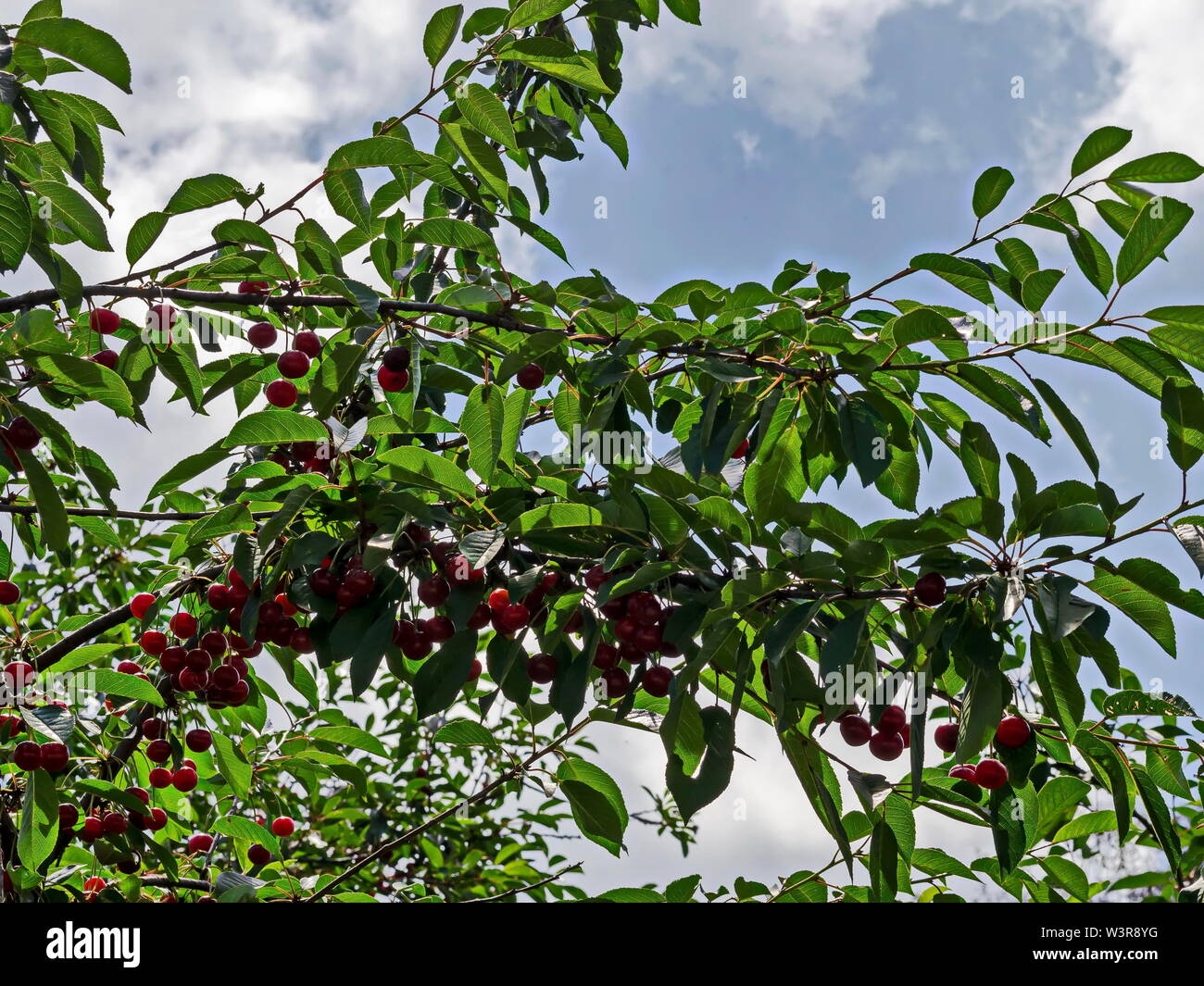 Morello cherry tree hi-res stock photography and images - Alamy