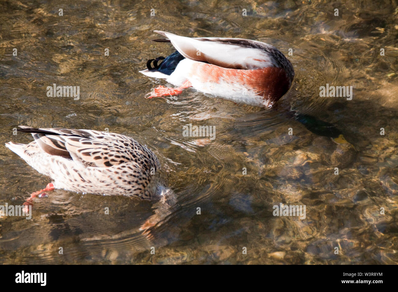 Two mallards feeding anas hi-res stock photography and images - Alamy