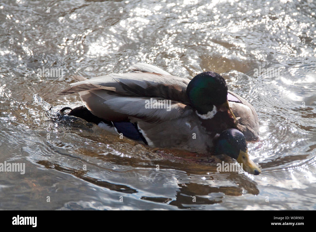 Drakes fight each other hi-res stock photography and images - Alamy