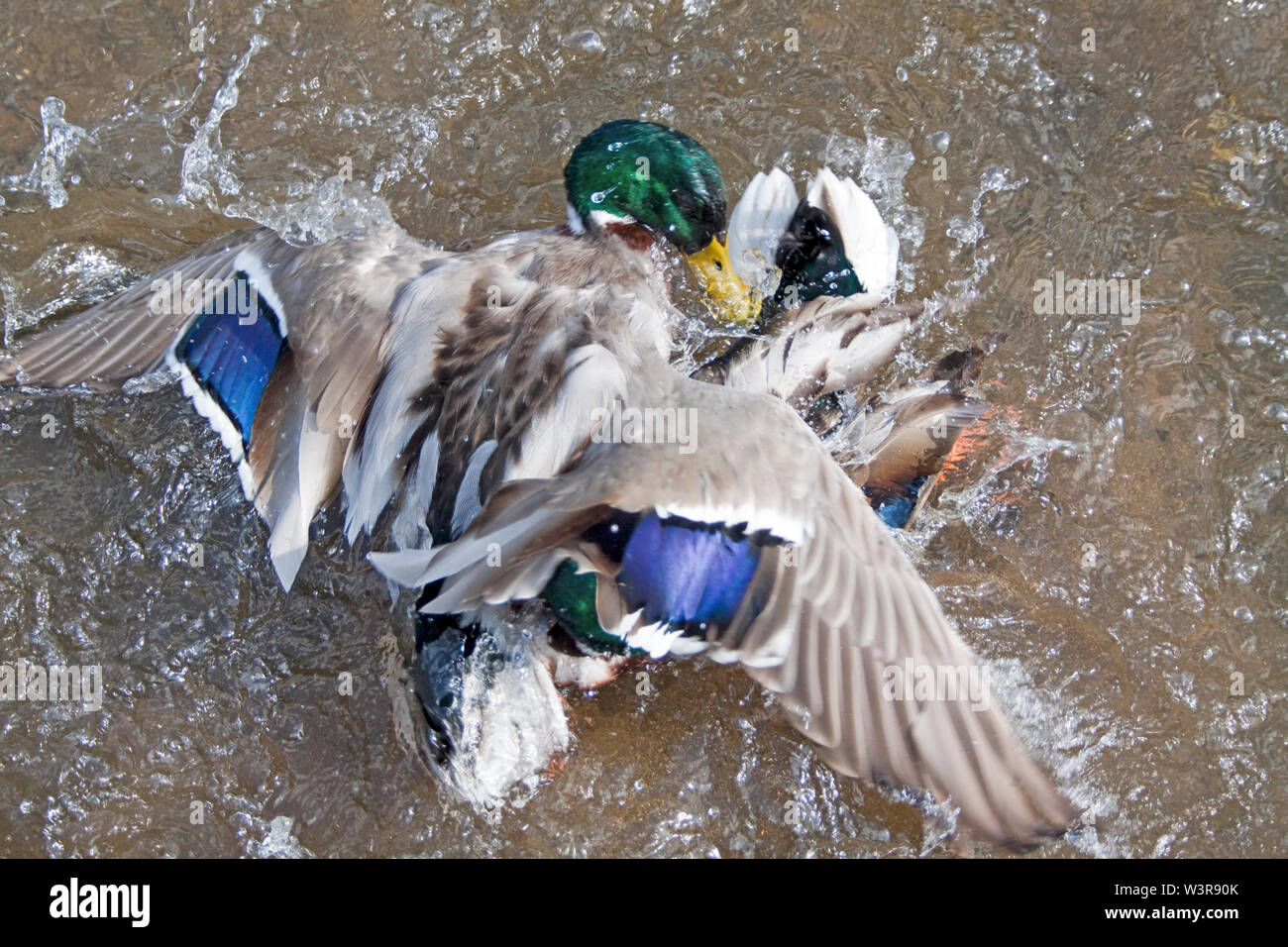 Mallard Ducks fighting for Female Stock Photo - Alamy