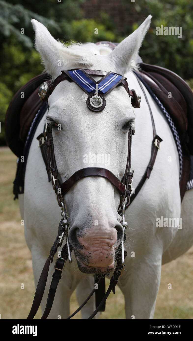 Metropolitan Police Horse Grace wears the PDSA Order of Merit award at ...