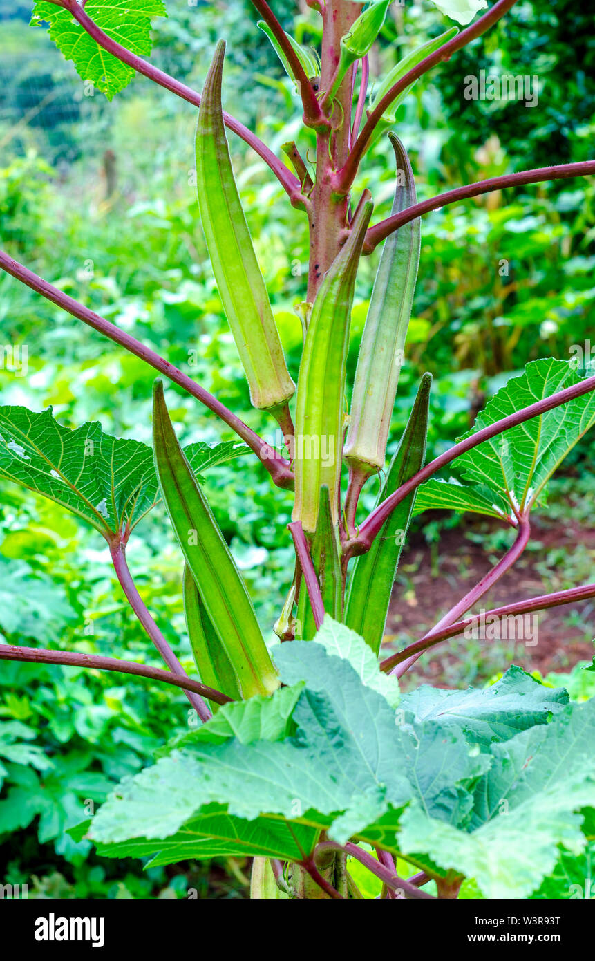 Organic agriculture .Ripe okra on the shrub Stock Photo - Alamy