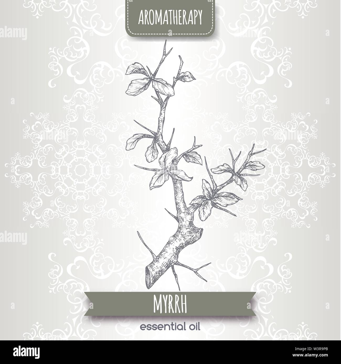 Myrrh tree commiphora hi-res stock photography and images - Alamy