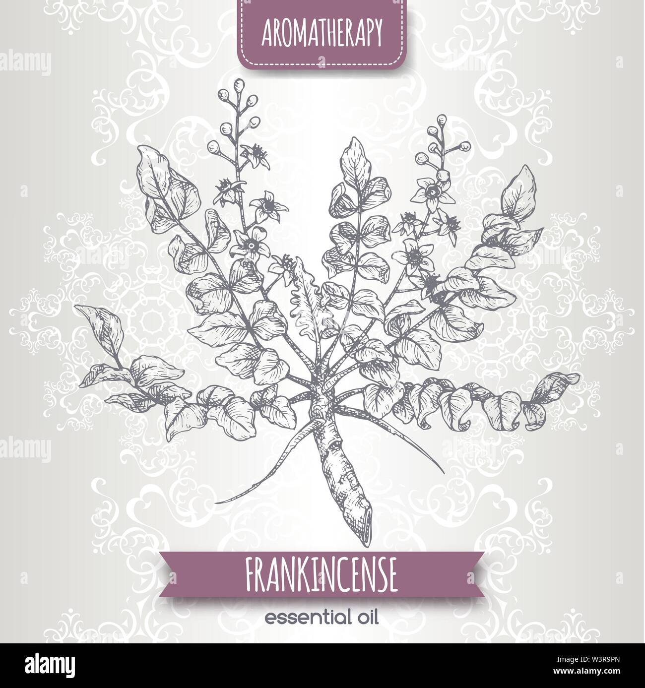 Frankincense Tree High Resolution Stock Photography and Images - Alamy