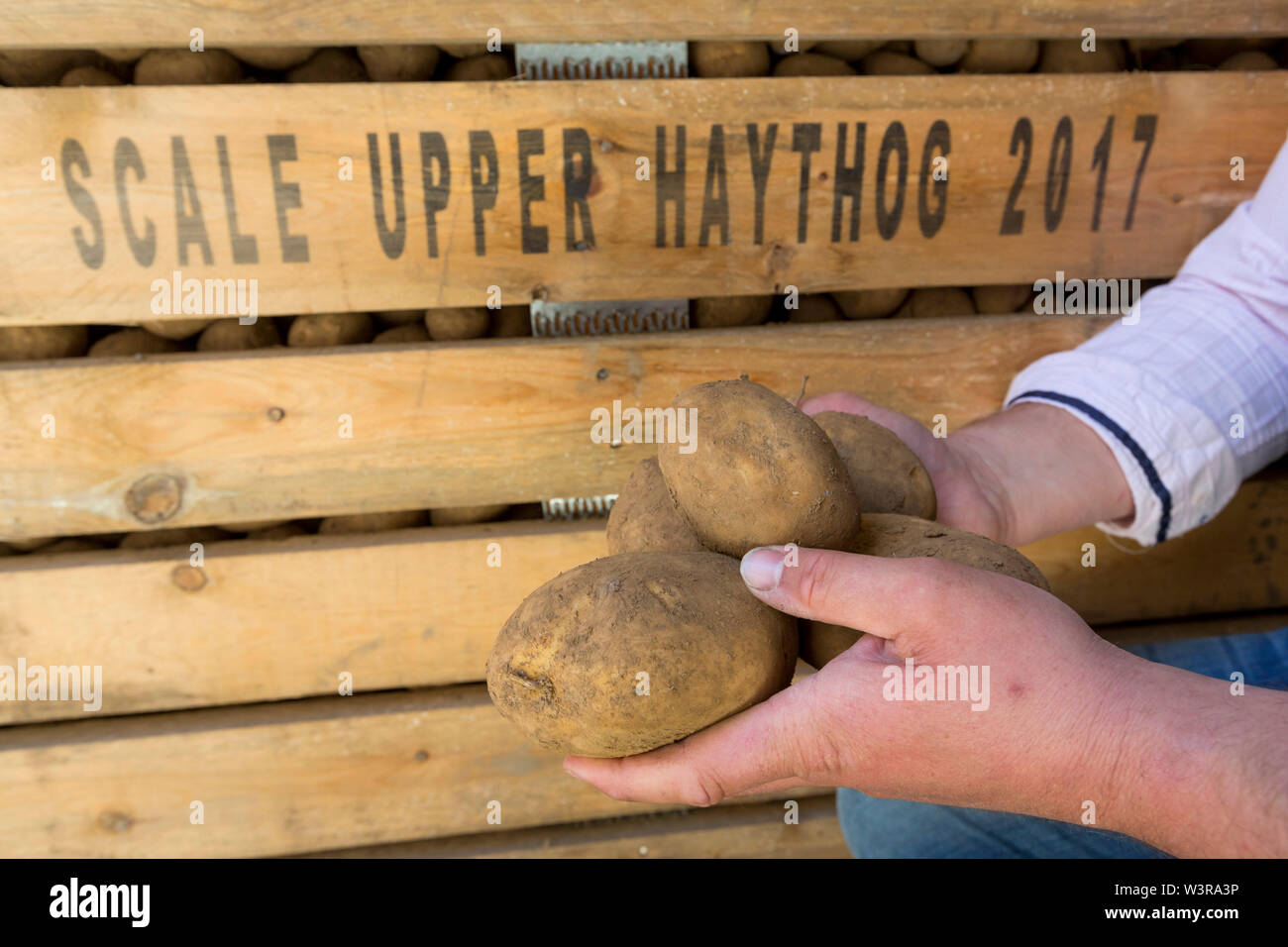 Maris Piper Potatoes High Resolution Stock Photography and Images - Alamy