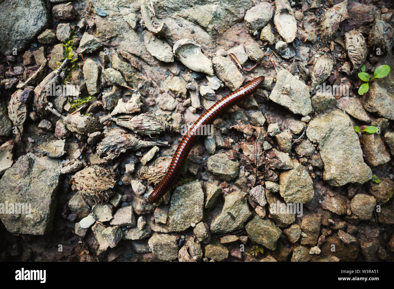 Strange small and colorful centipede on rocks Stock Photo - Alamy