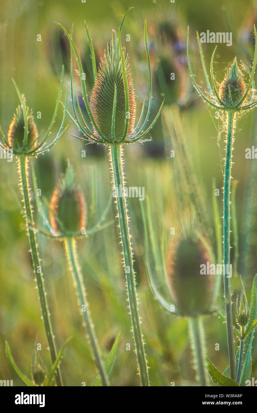 Green Thistle Background Stock Photo - Alamy