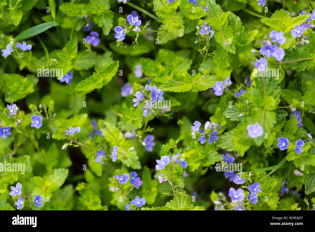Little blue flowers hi-res stock photography and images - Alamy