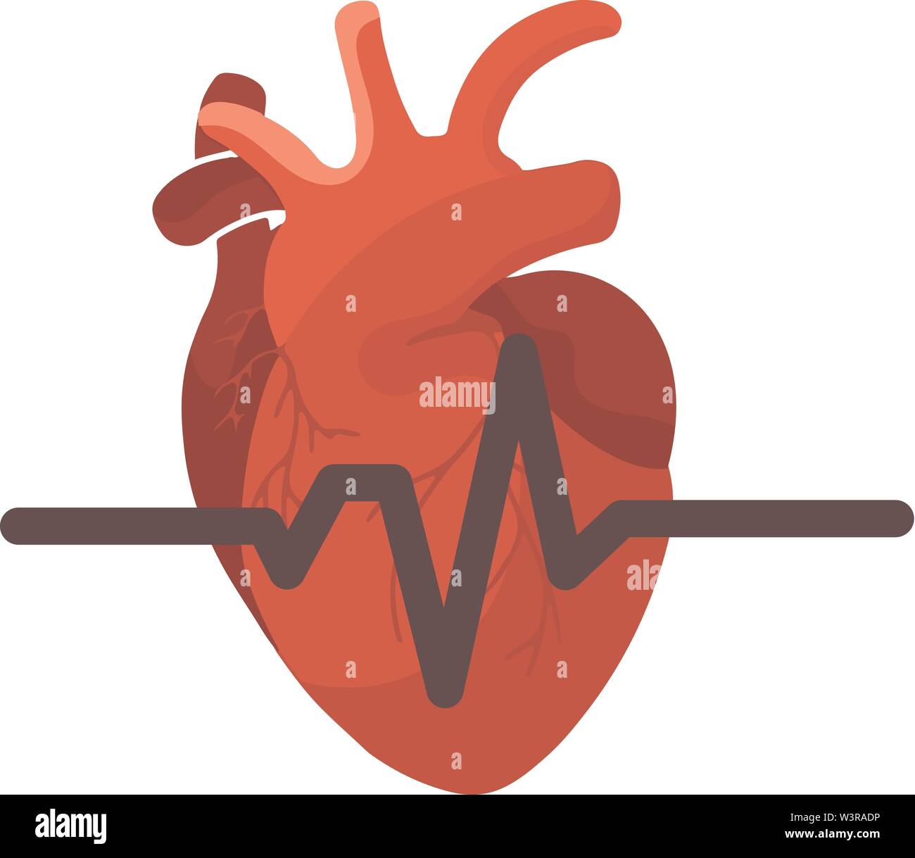 Cartoon illustration of human heart. Anatomical heart isolated. Heart ...