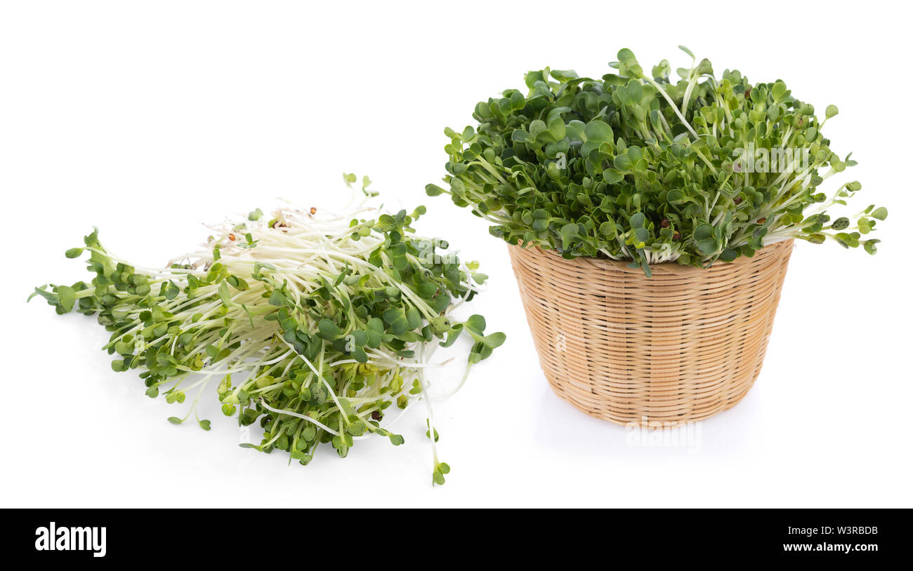 kaiware sprout, japanese vegetable or watercress on white background ...