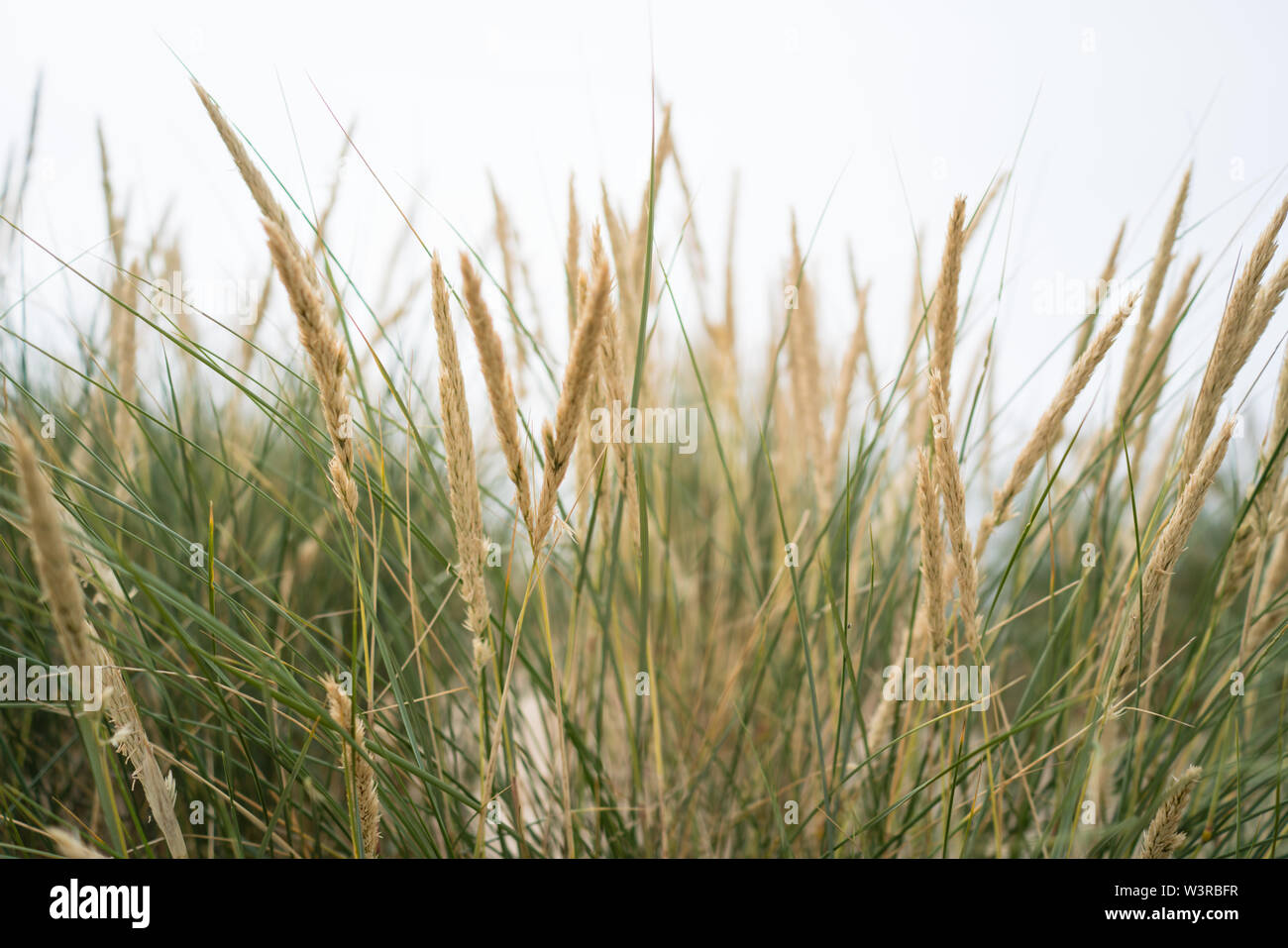 Grasses clifftop hi-res stock photography and images - Alamy