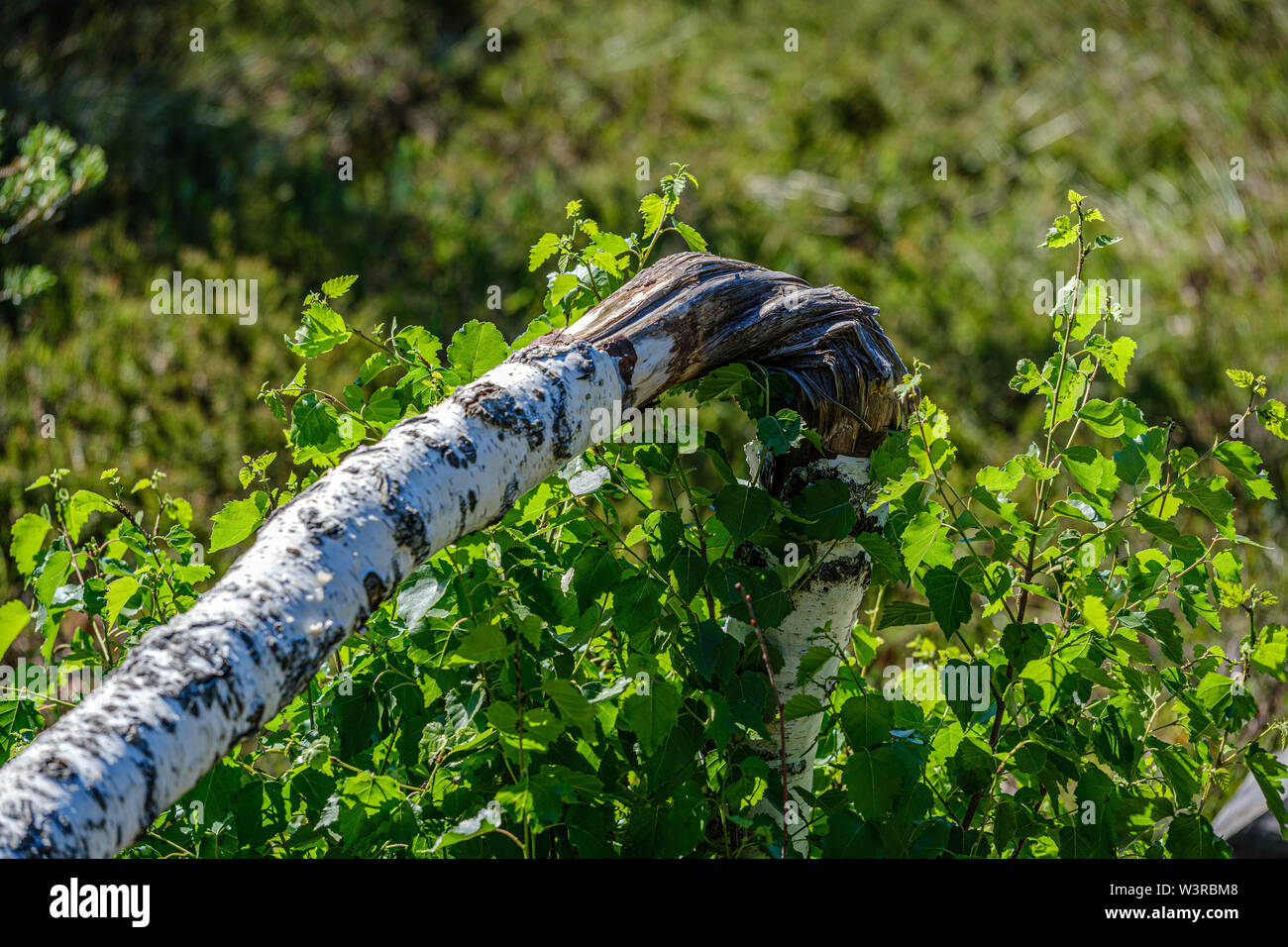 tree trunk wall in the green forest in summer. green forest bed Stock ...