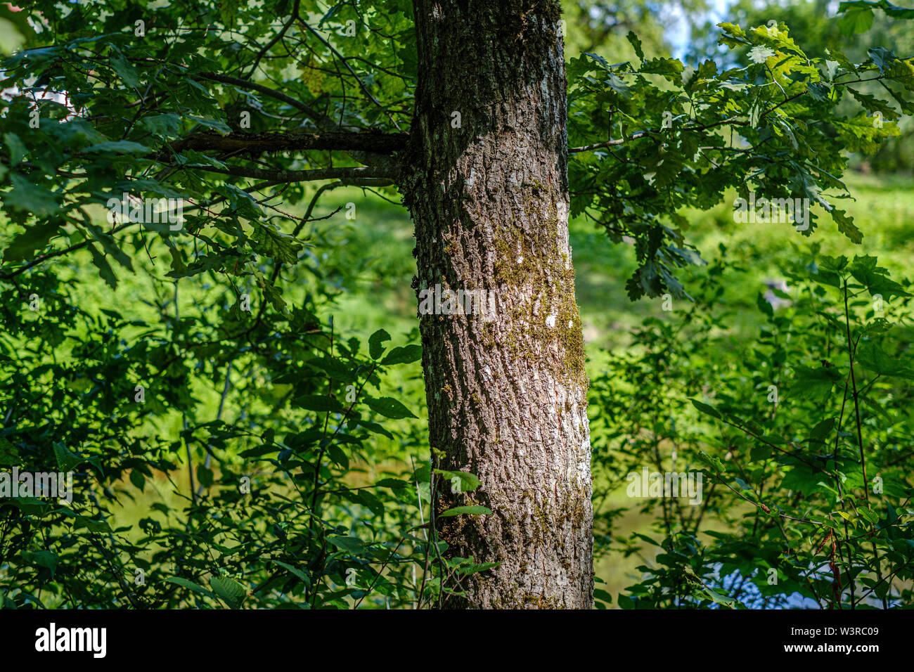 tree trunk wall in the green forest in summer. green forest bed Stock ...