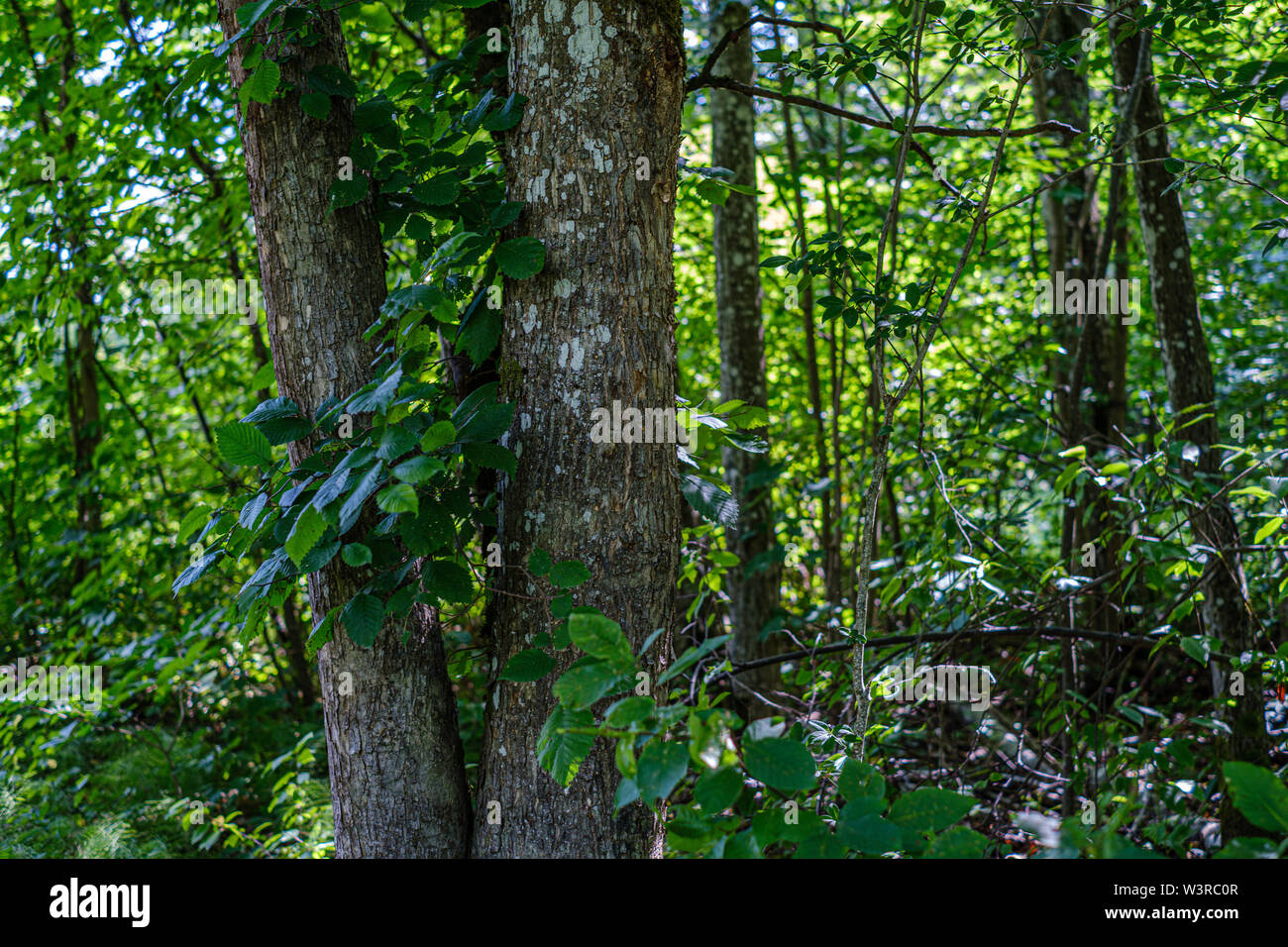 tree trunk wall in the green forest in summer. green forest bed Stock ...
