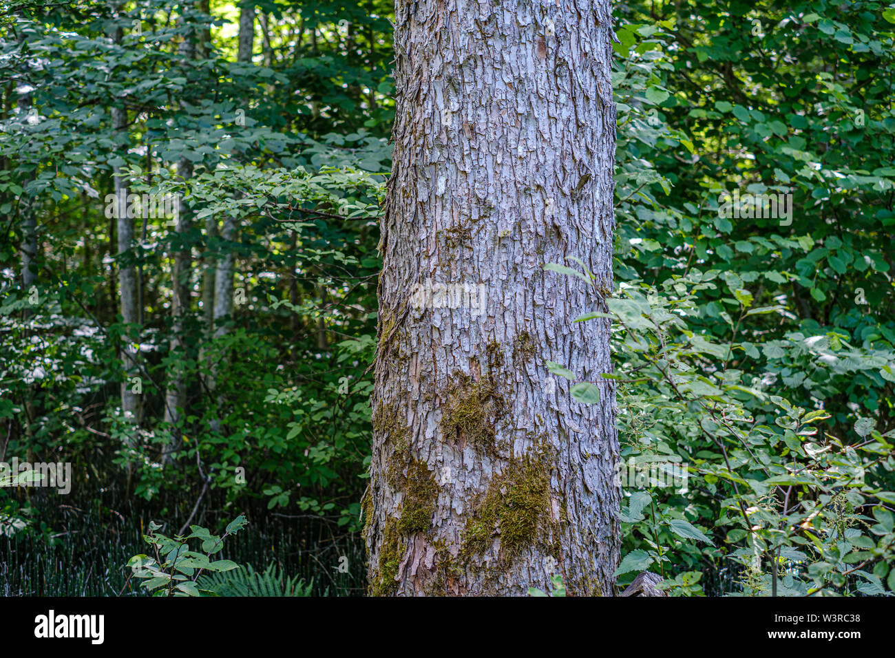 tree trunk wall in the green forest in summer. green forest bed Stock ...