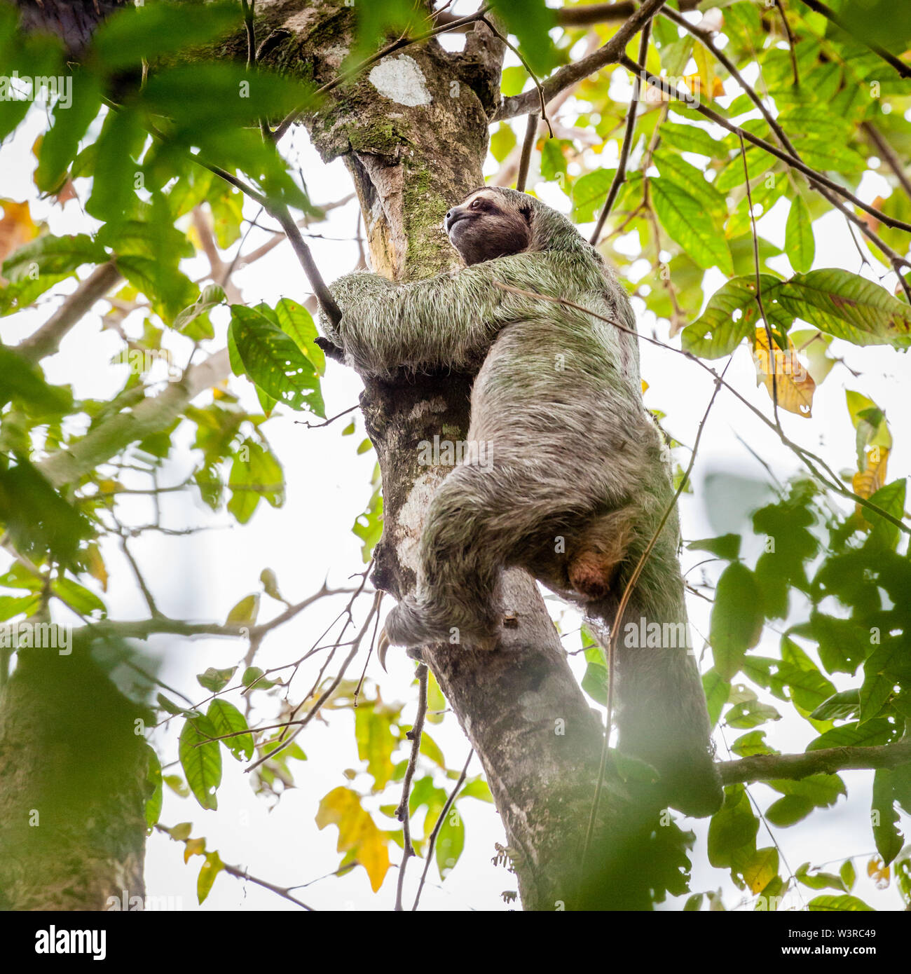 Brown-throated Sloth climbing a tree in tropical forest in Costa Rica ...
